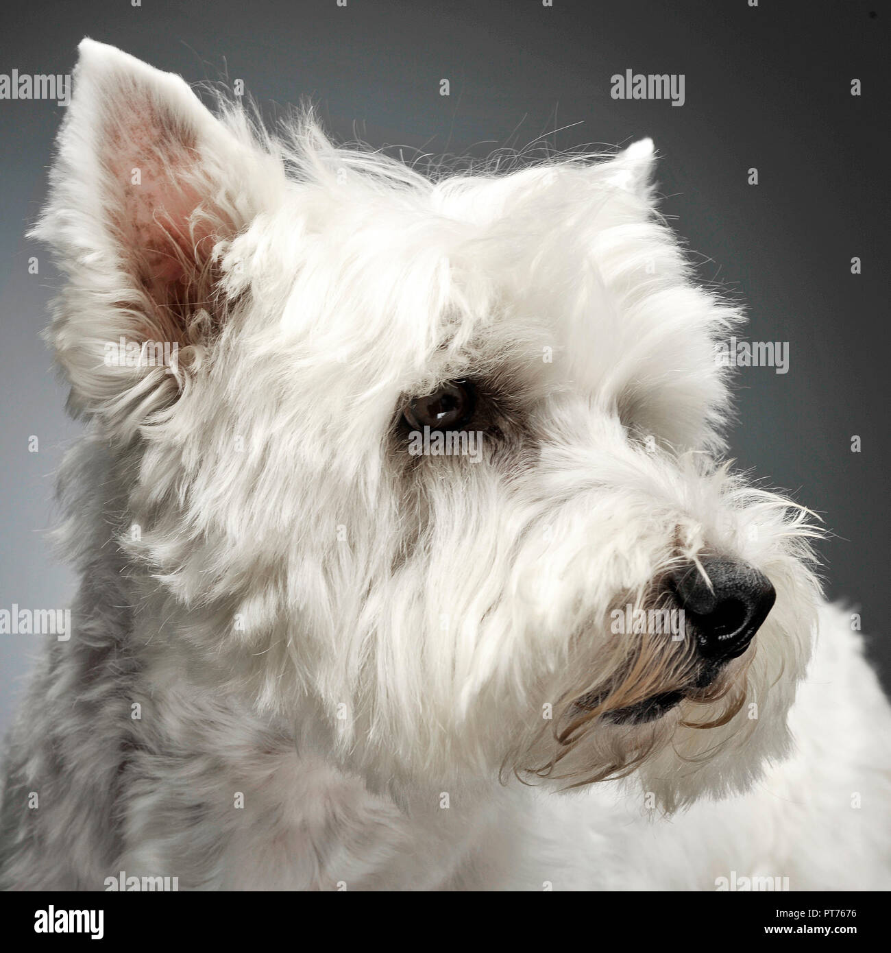 west highland white terrier portraits in studio Stock Photo - Alamy
