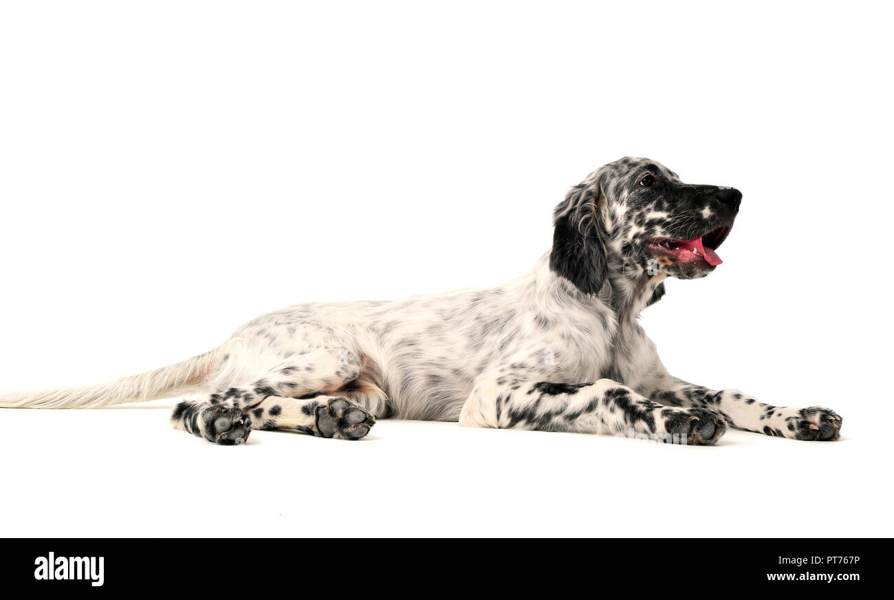 English setter Cut Out Stock Images & Pictures - Alamy