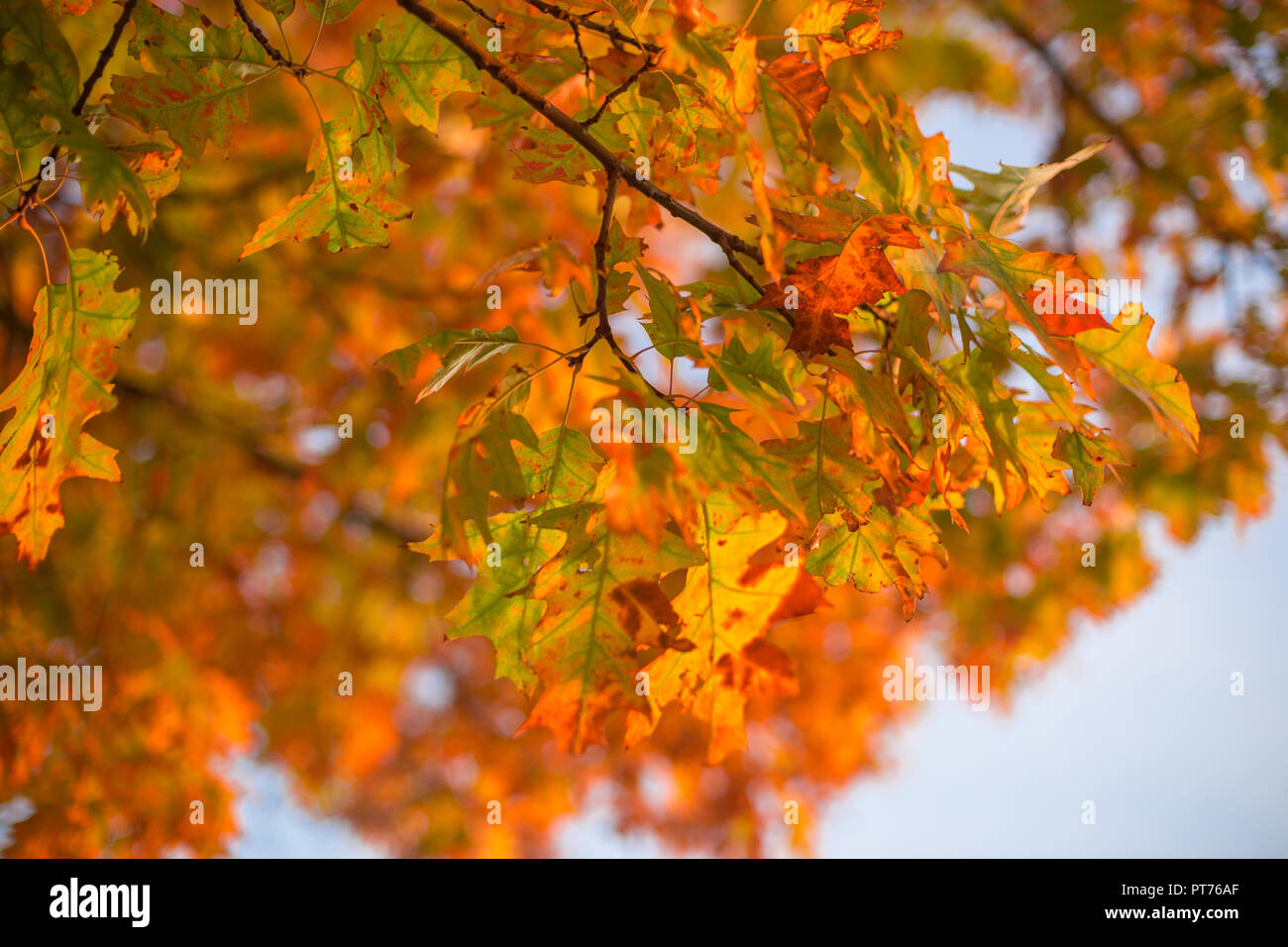 Tree seeds falling hi-res stock photography and images - Alamy