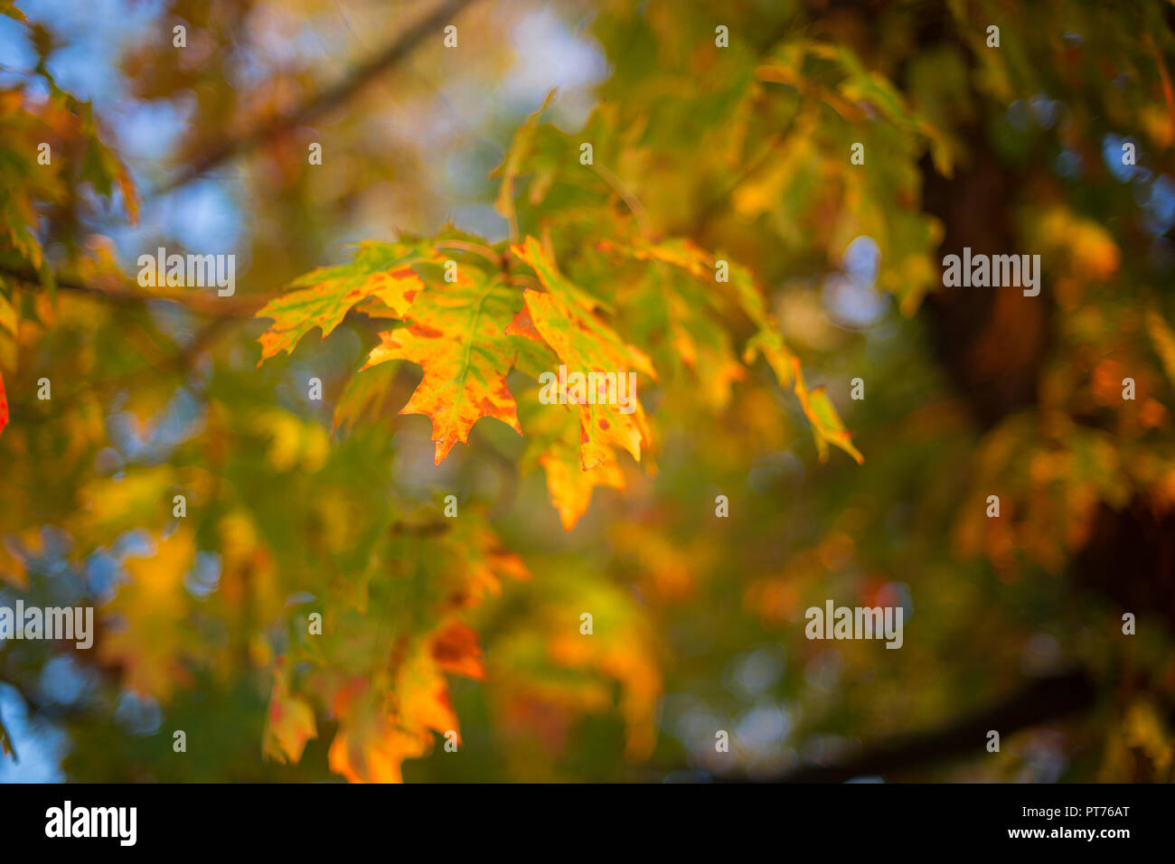 Tree seeds falling hi-res stock photography and images - Alamy