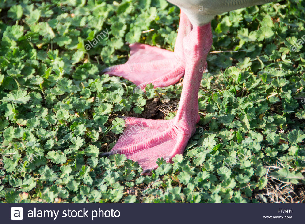 Goose Feet Stock Photos & Goose Feet Stock Images - Alamy