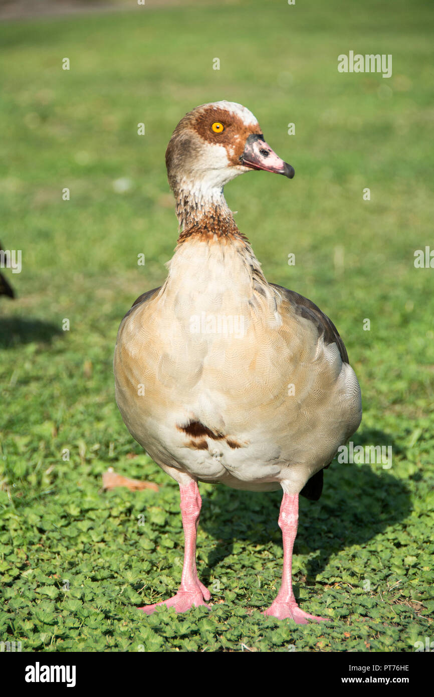 Egyptian geese alopochen aegyptiaca hi-res stock photography and images ...