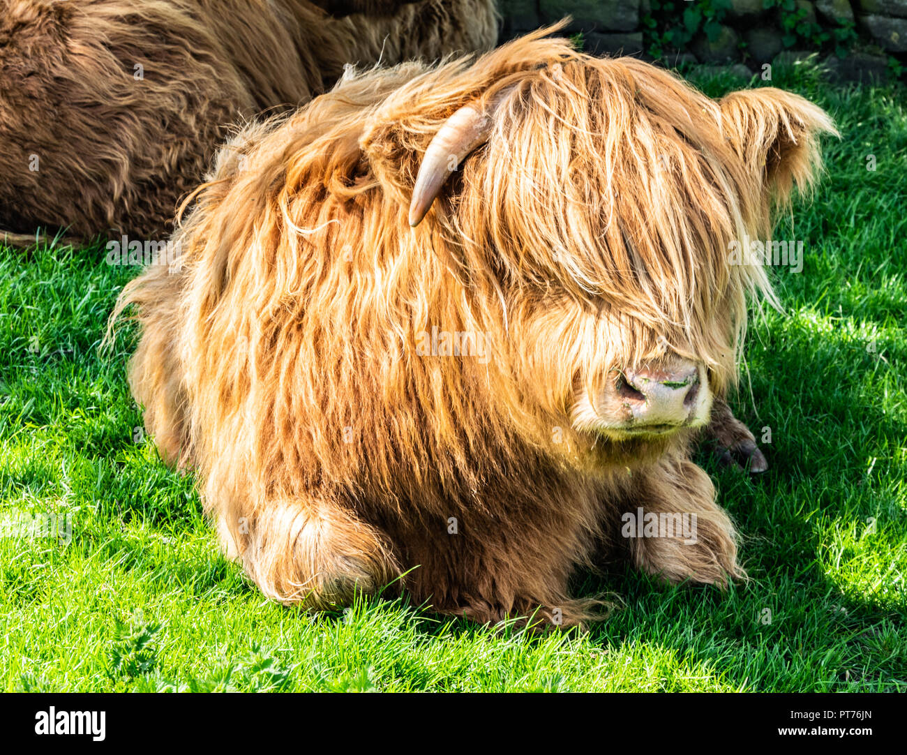 Moorland cattle hi-res stock photography and images - Alamy