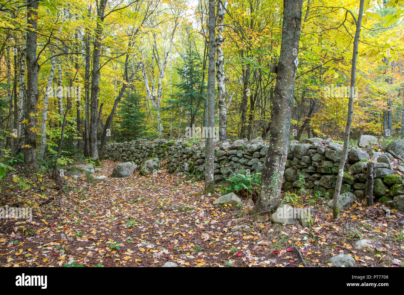 Old stone wall running through the forest in the Fall Stock Photo - Alamy