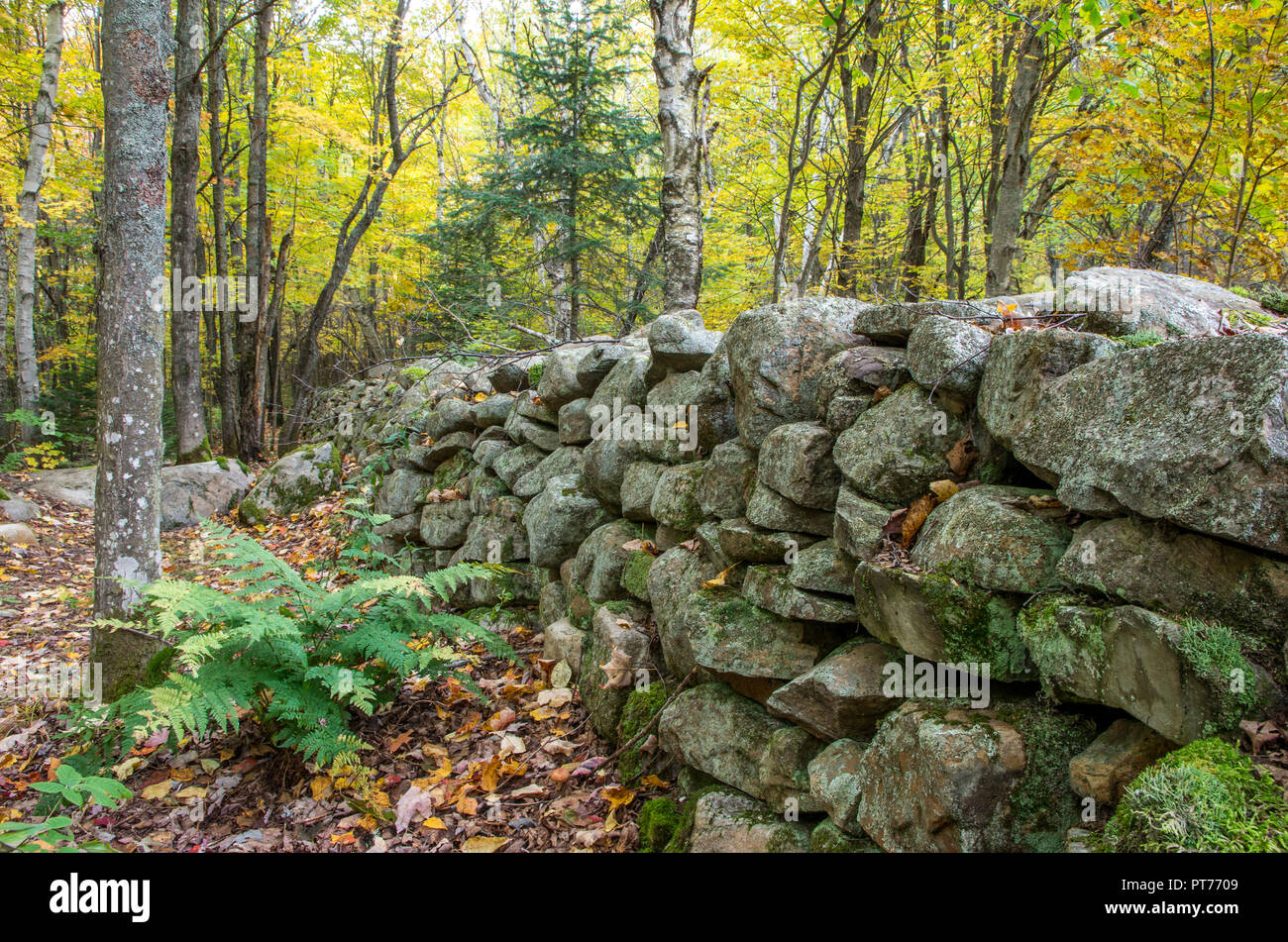 Old stone wall running through the forest in the Fall Stock Photo - Alamy