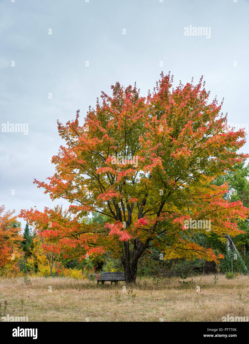 rustic park bench under colorful tree in the fall Stock Photo - Alamy
