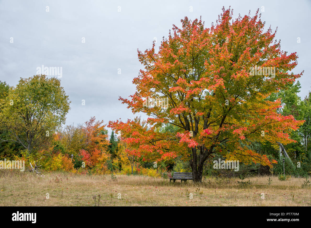 rustic park bench under colorful tree in the fall Stock Photo - Alamy