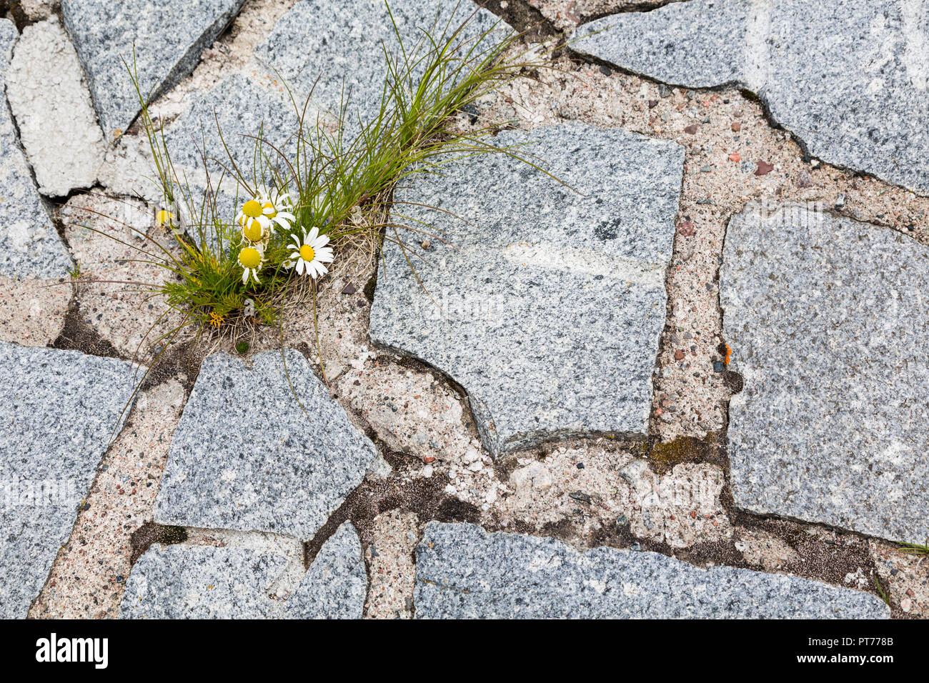 Daisies in rocks hi-res stock photography and images - Alamy