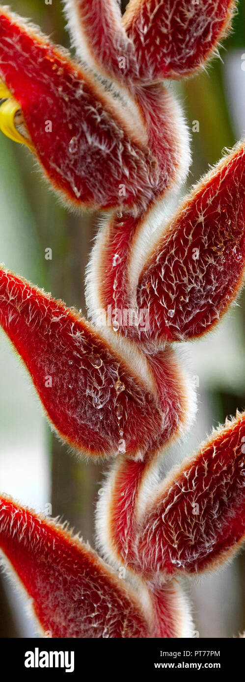 Fuzzy plant hi-res stock photography and images - Alamy