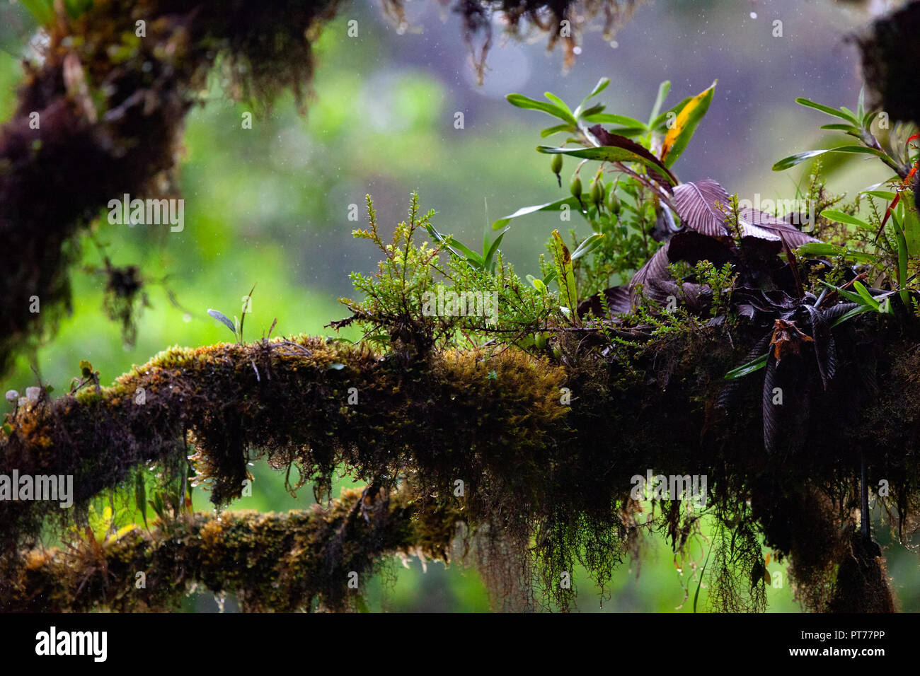Cloud Forest Canopy Stock Photo - Alamy