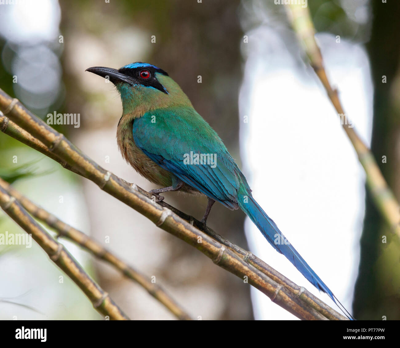 Blue Crowned Motmot Stock Photo - Alamy