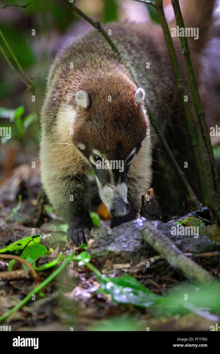 Coati foraging hi-res stock photography and images - Alamy