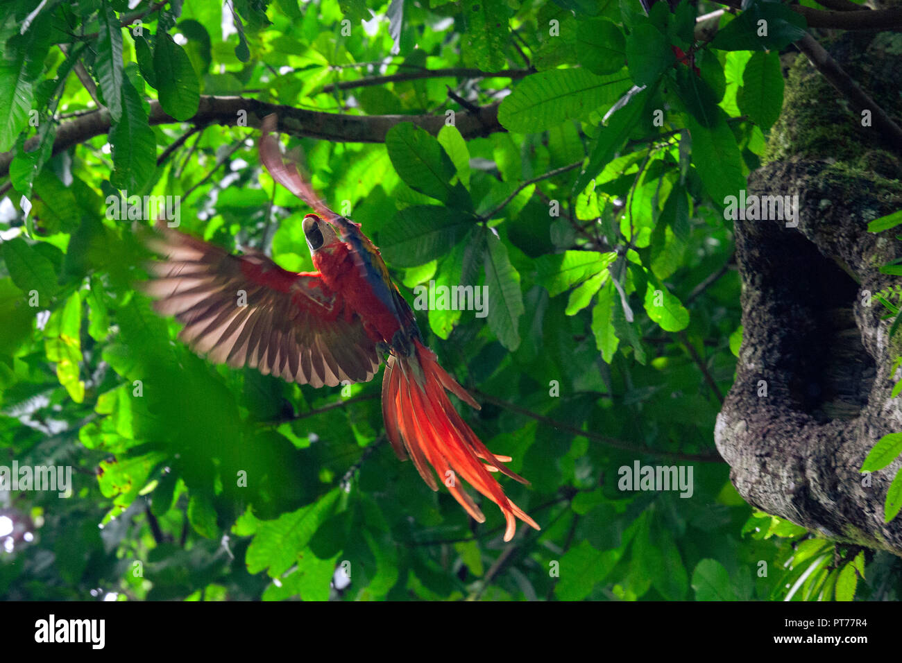 Scarlet macaw nest hi-res stock photography and images - Alamy