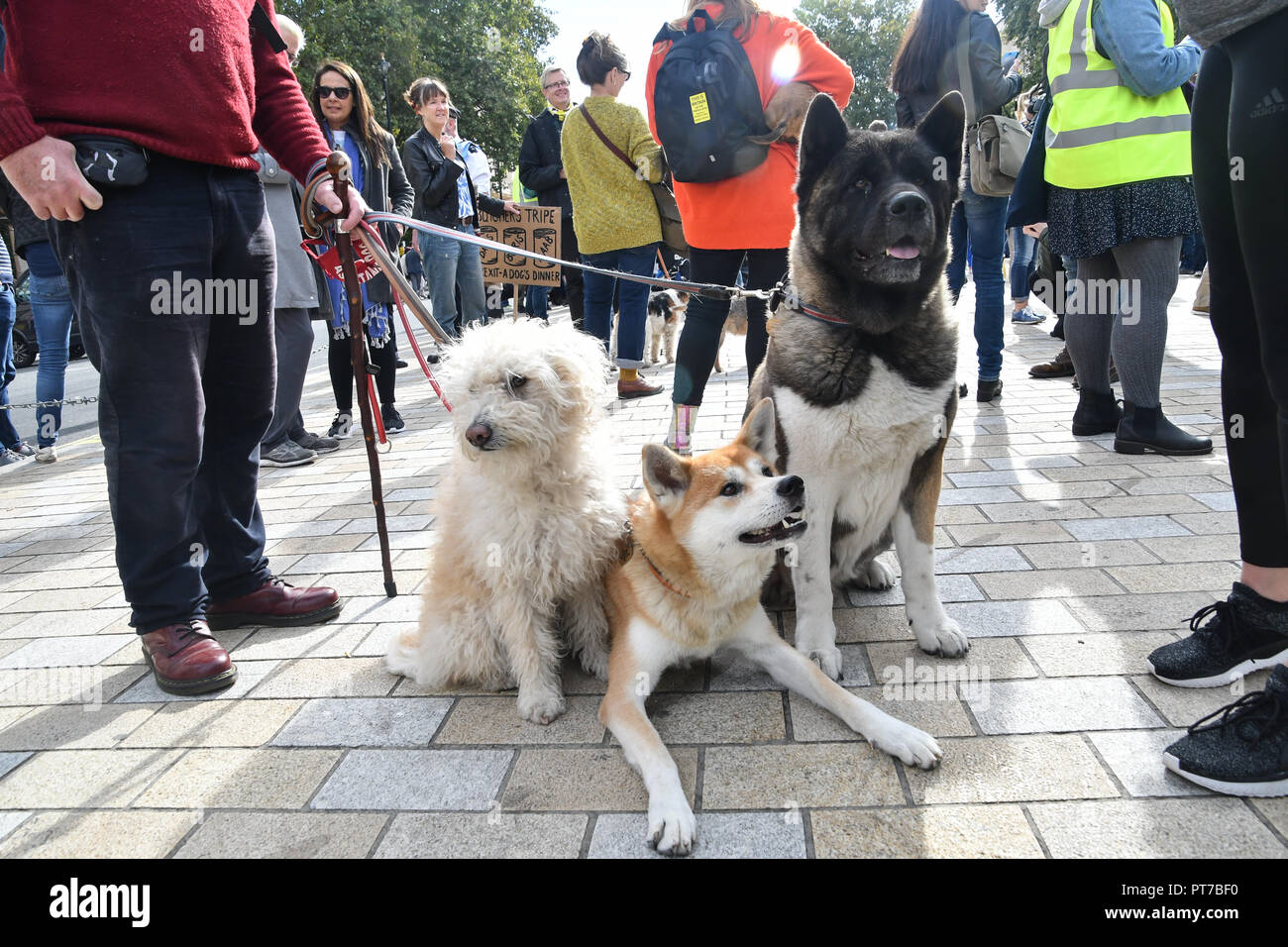 Pet passport uk hi-res stock photography and images - Alamy