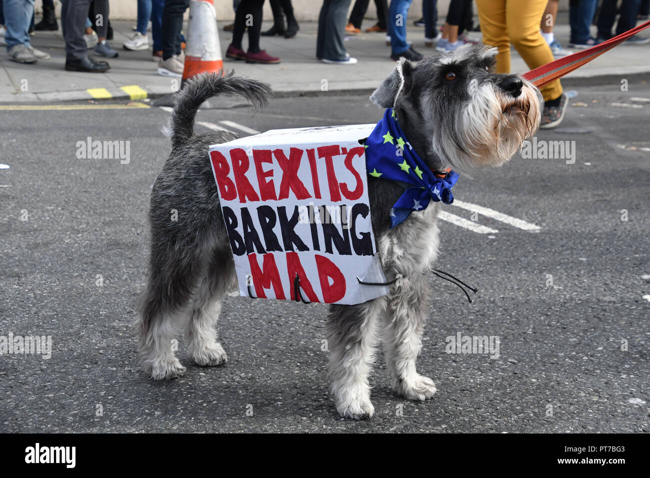 Pet passport uk hi-res stock photography and images - Alamy