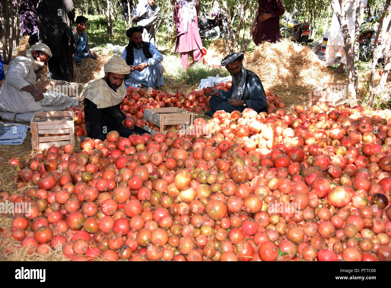 Kandahar, Afghanistan. 6th Oct, 2018. Afghan farmers work at a ...