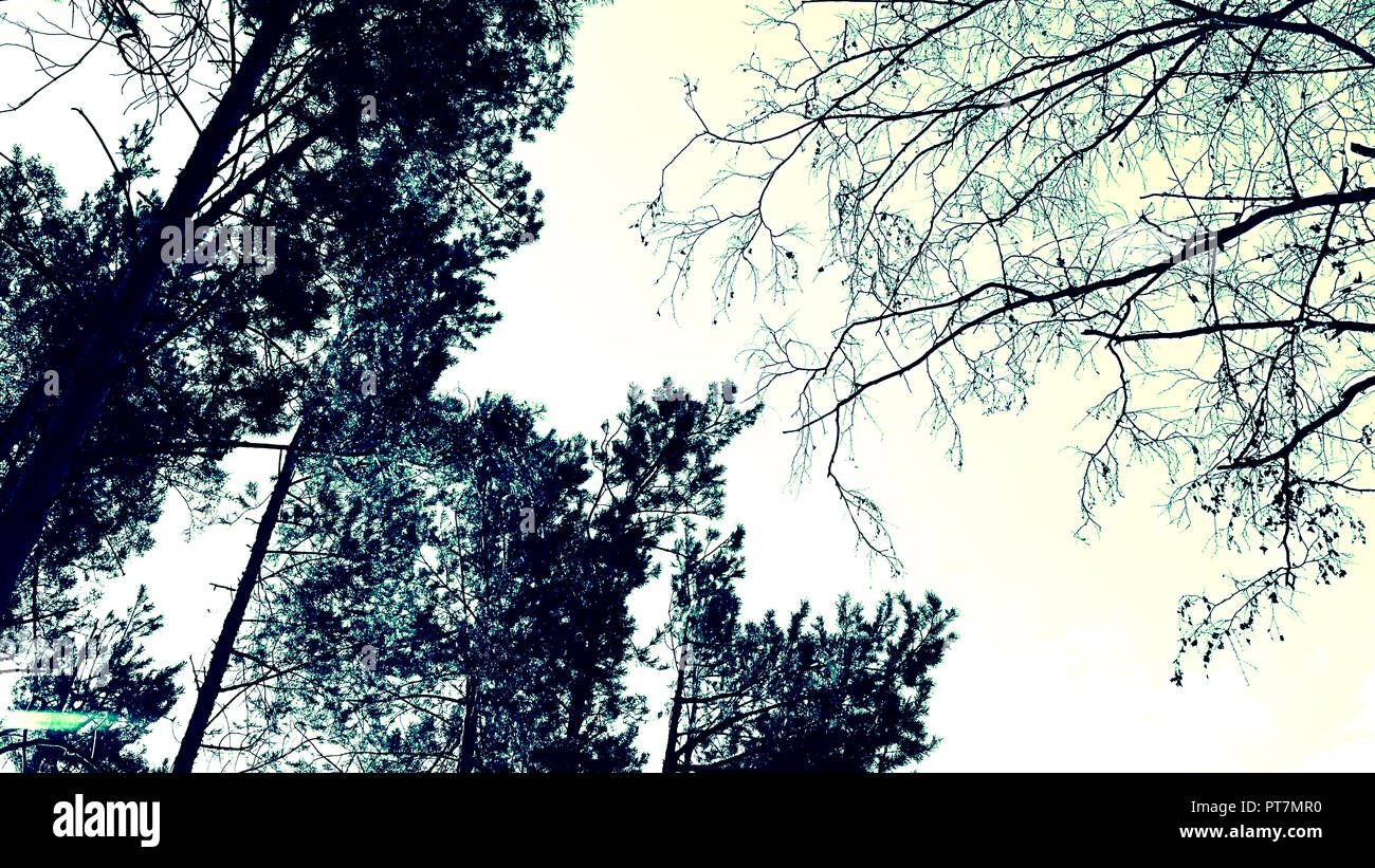 Tops of tree pine in sky with clouds, toned Stock Photo - Alamy