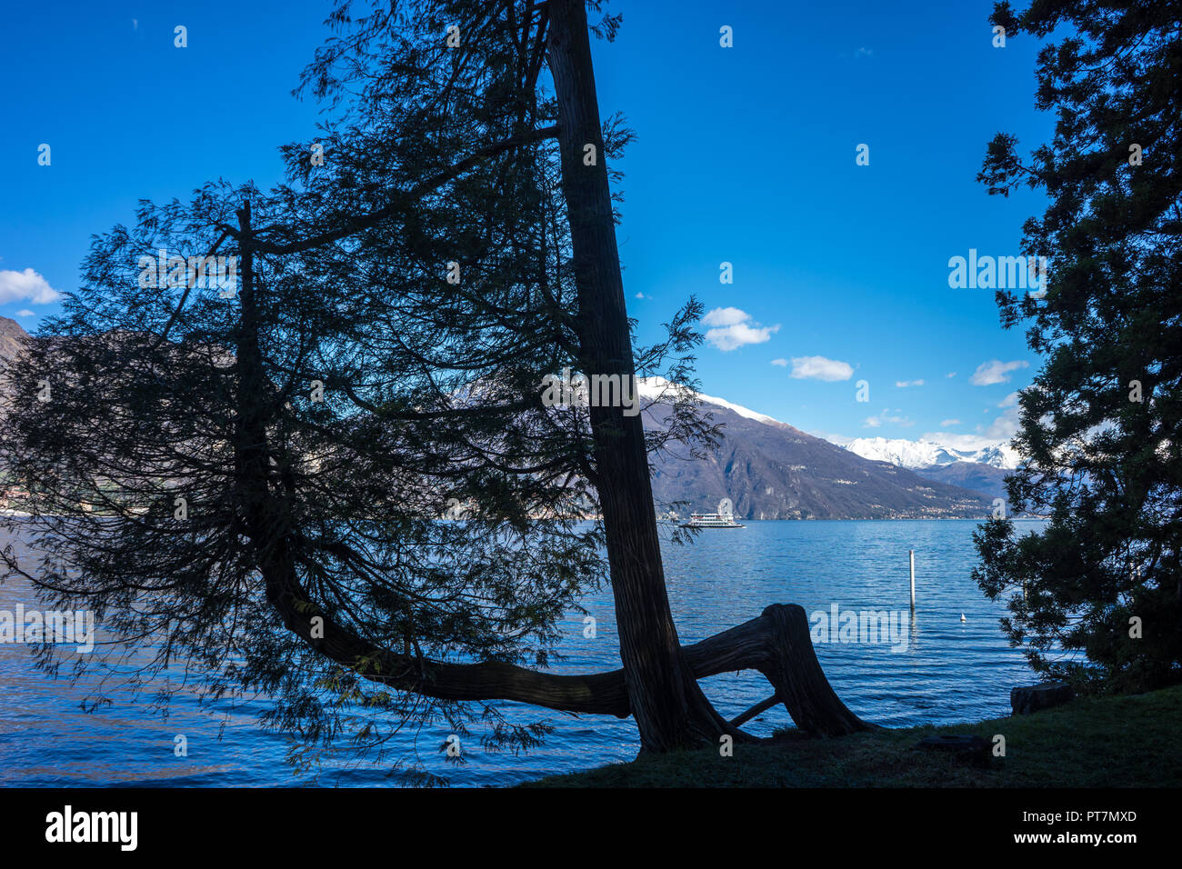 Europe, Italy, Bellagio, Lake Como, a tree next to a body of water ...