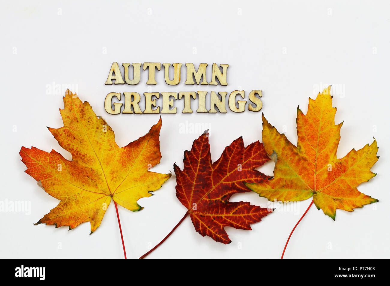 Autumn greetings written with wooden letters and colorful autumn maple ...