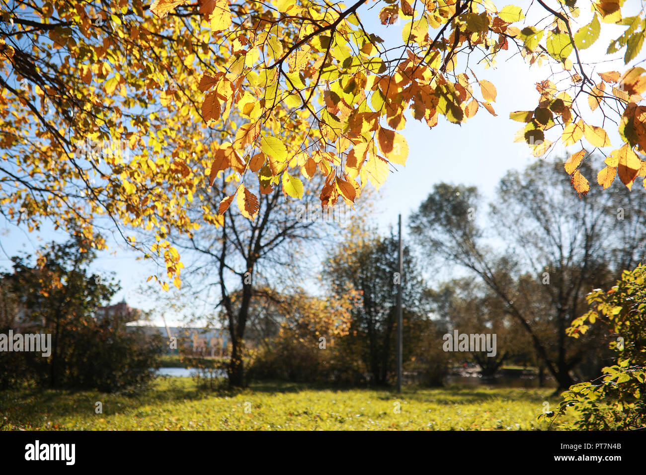 Autumn background in the park Stock Photo - Alamy