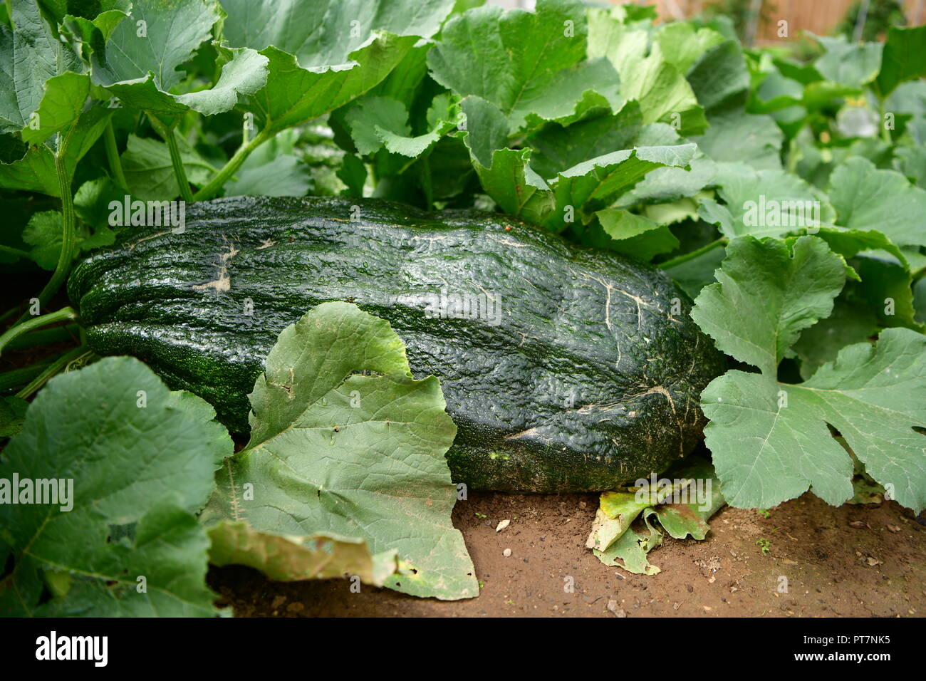 very big Courgette bautiful garden with well-kept flowers vegetables ...