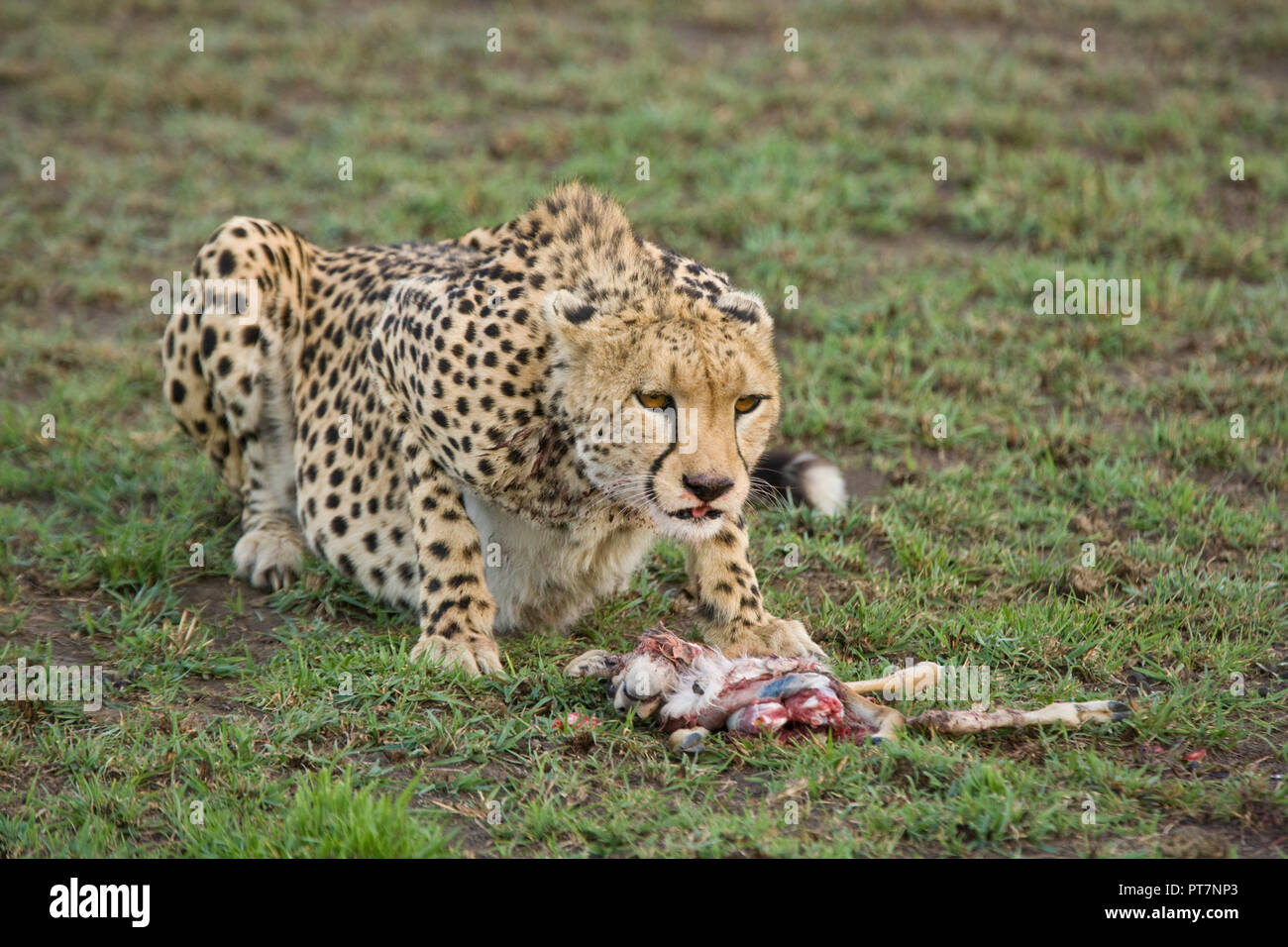 Cheetah with kill in the Masai Mara, Kenya, East Africa Stock Photo - Alamy