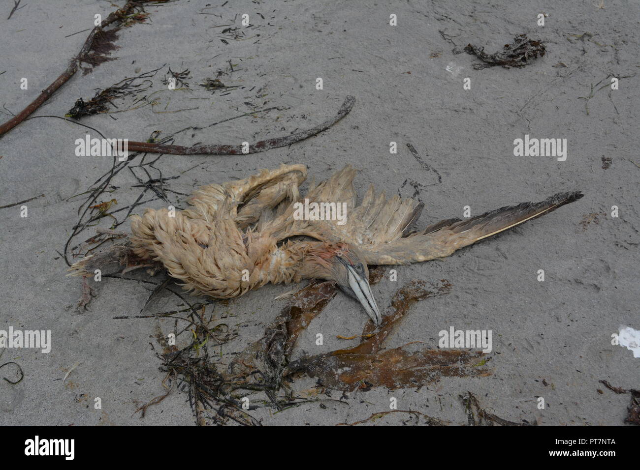 Cause of distressed wildlife hi-res stock photography and images - Alamy