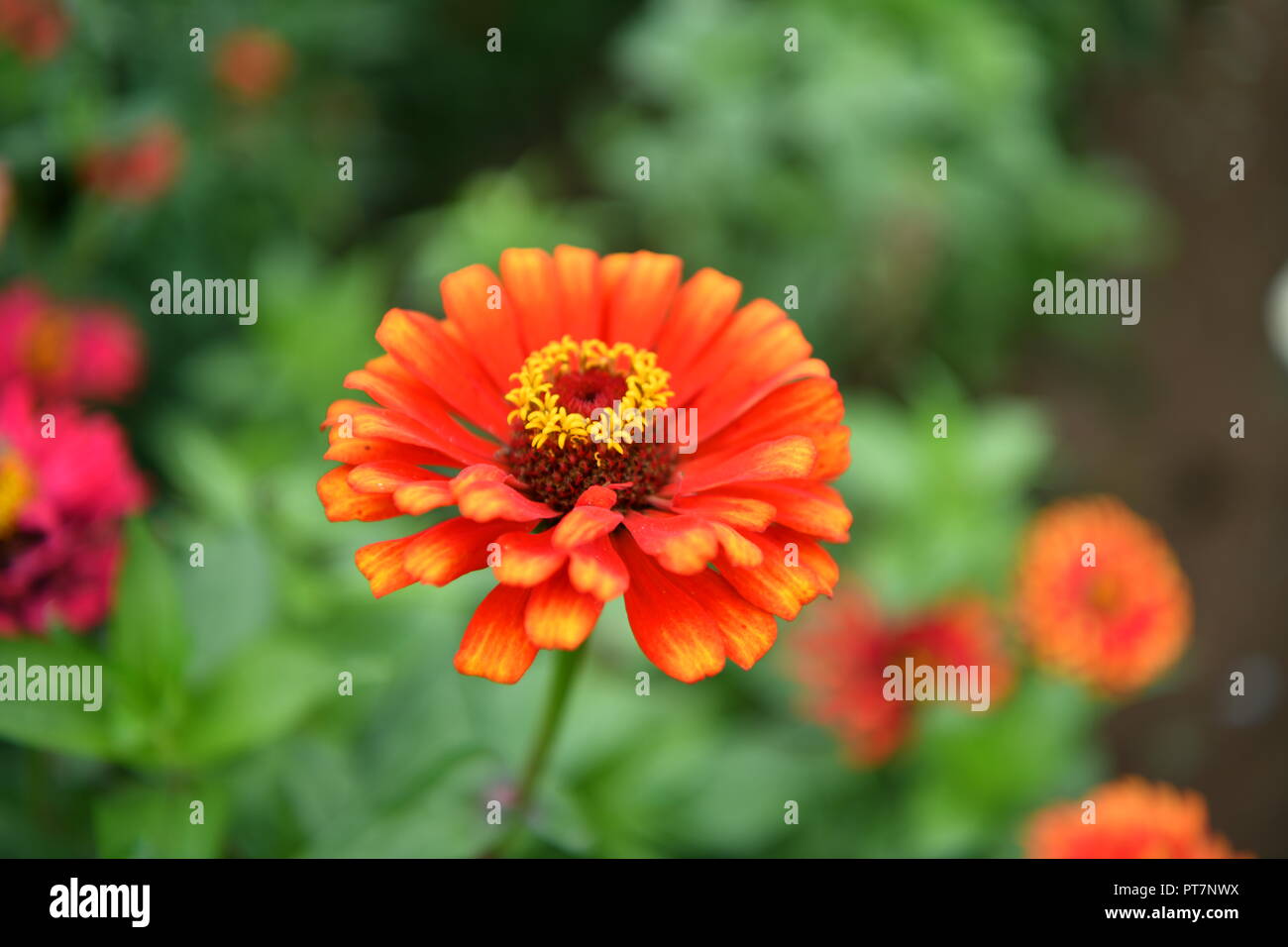 To kept flowers hi-res stock photography and images - Alamy