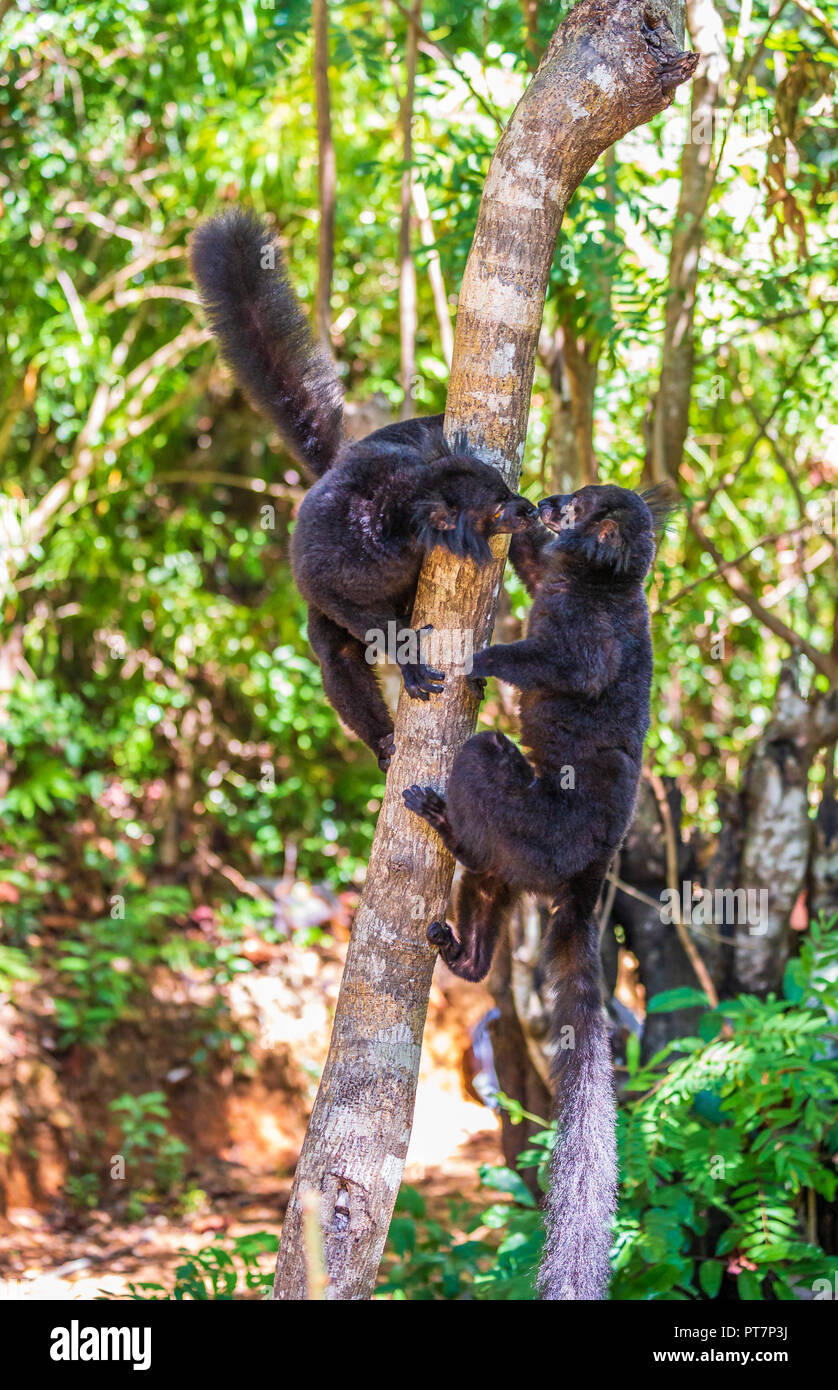 Two black lemurs, living in Madagascar in their natural habitat Stock ...
