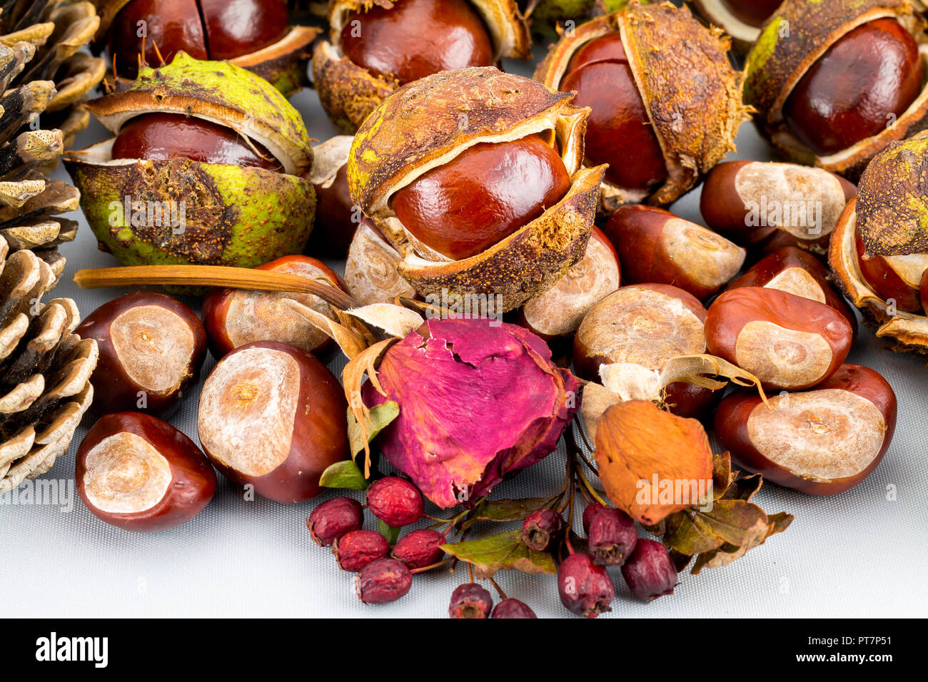 Autumn Seeds & Leaves under studio lights 2018 Stock Photo - Alamy