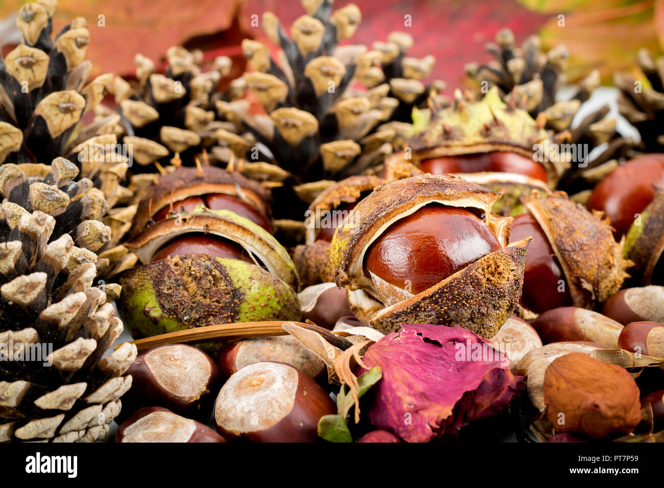 Autumn Seeds & Leaves under studio lights 2018 Stock Photo - Alamy