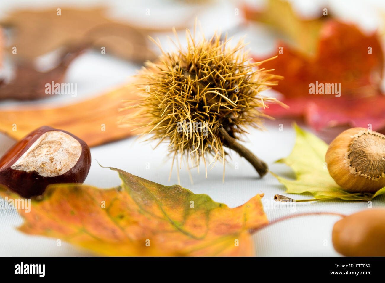 Autumn Seeds & Leaves under studio lights 2018 Stock Photo - Alamy