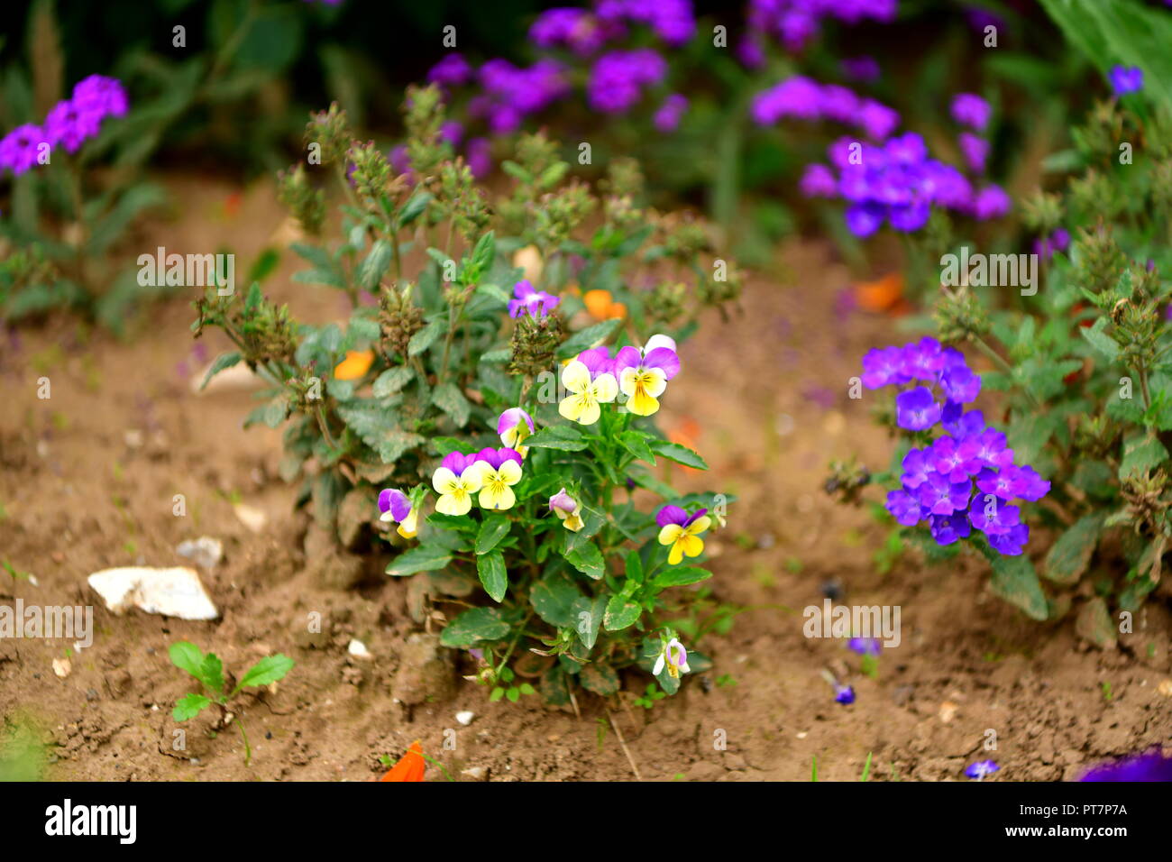 Beautiful garden with well-kept flowers vegetables herbs the effect of ...