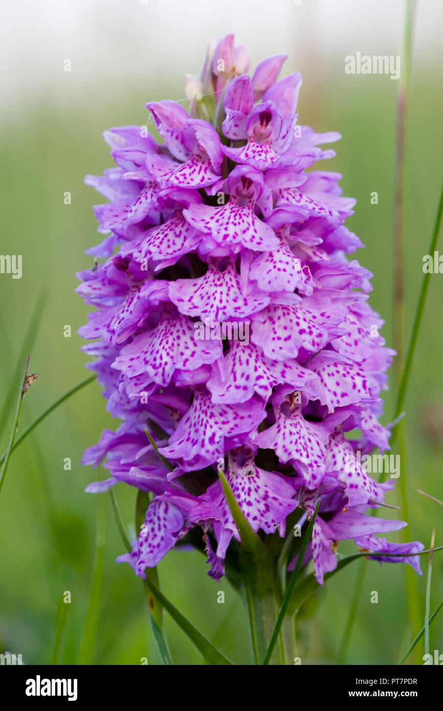 Northern Marsh Orchid, Dactylorhiza purpurella, Scotland Stock Photo ...