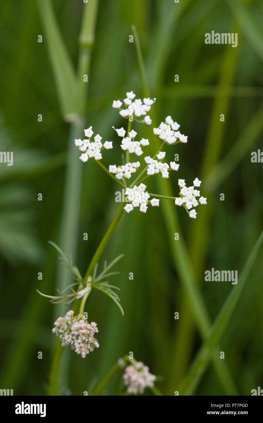 Pignut hi-res stock photography and images - Alamy