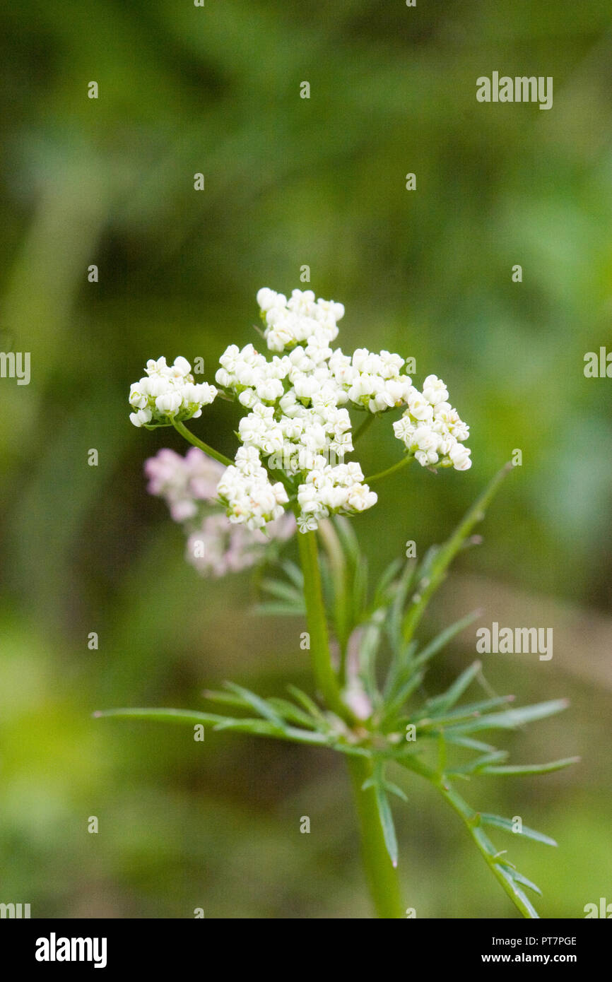 Pignut, Conopodium majus, flower, UK Stock Photo - Alamy