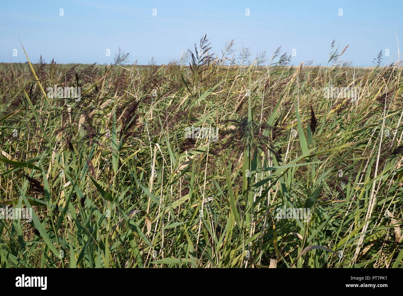 Reedbed wildlife hi-res stock photography and images - Alamy