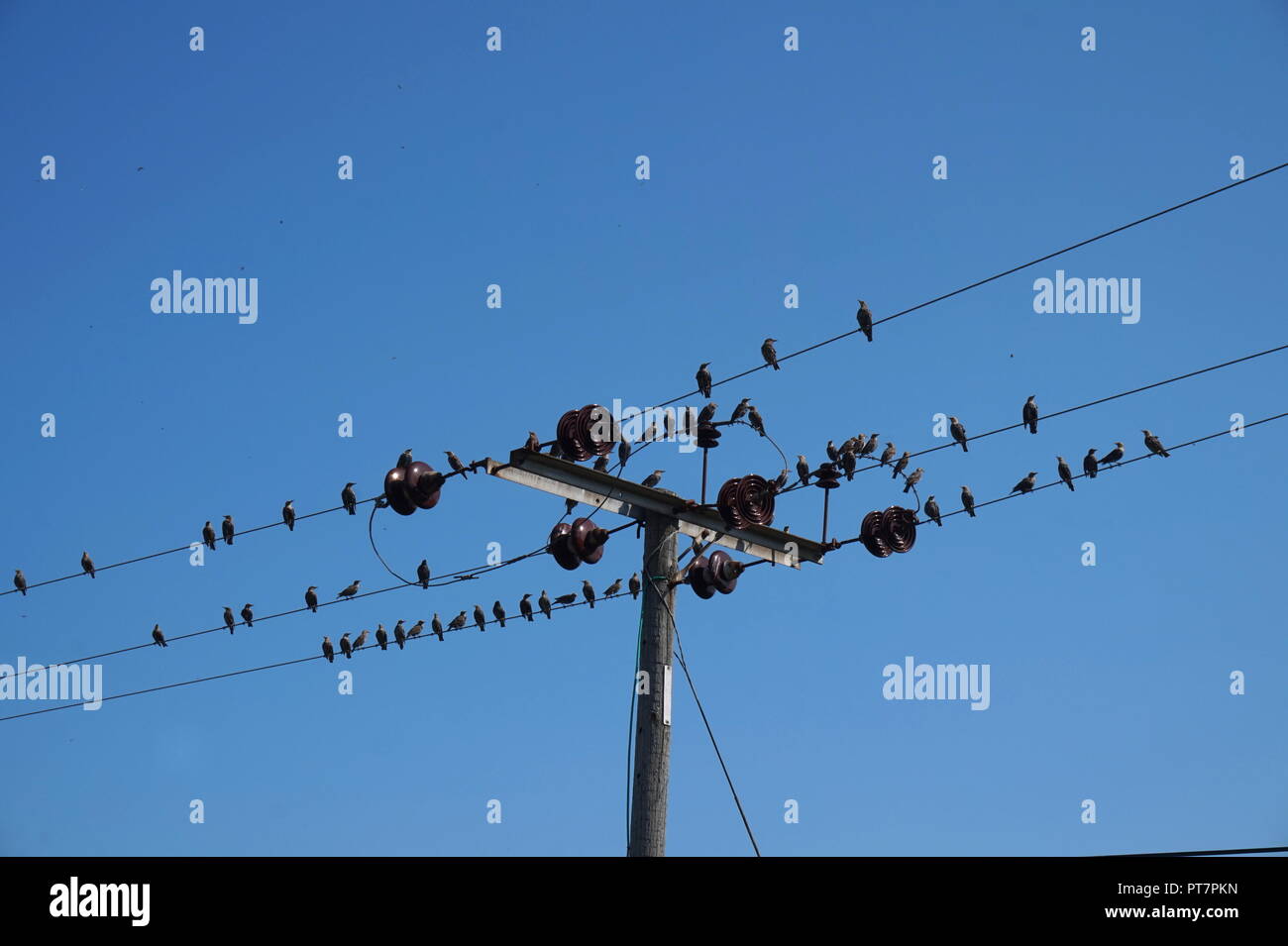 Power lines birds uk hi-res stock photography and images - Alamy