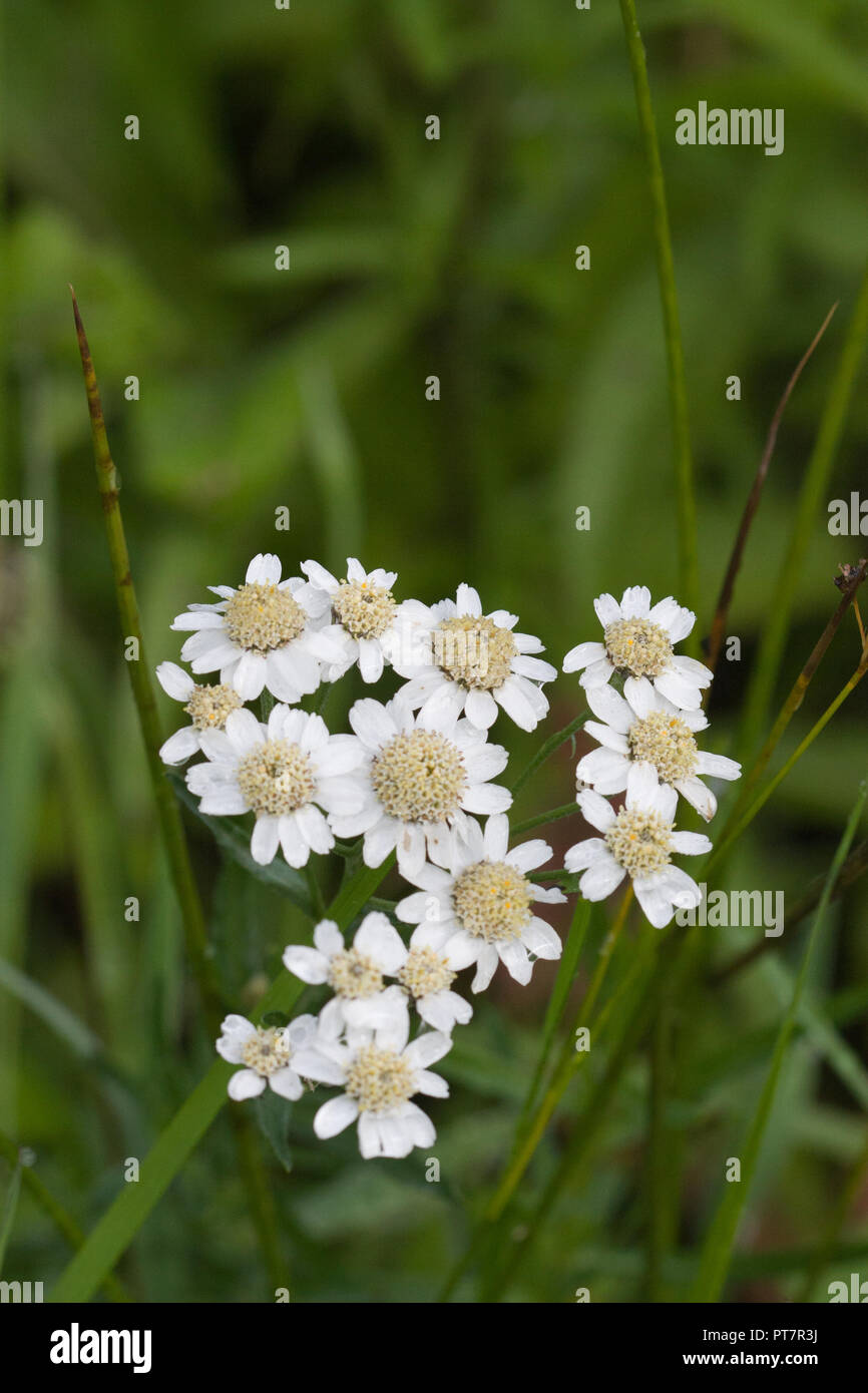 Achillea ptarmica field hi-res stock photography and images - Alamy