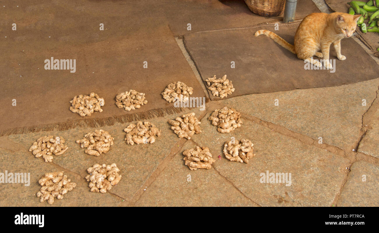 STREET STALL IN INDIA GINGER TUBERS AND A GINGER CAT Stock Photo - Alamy