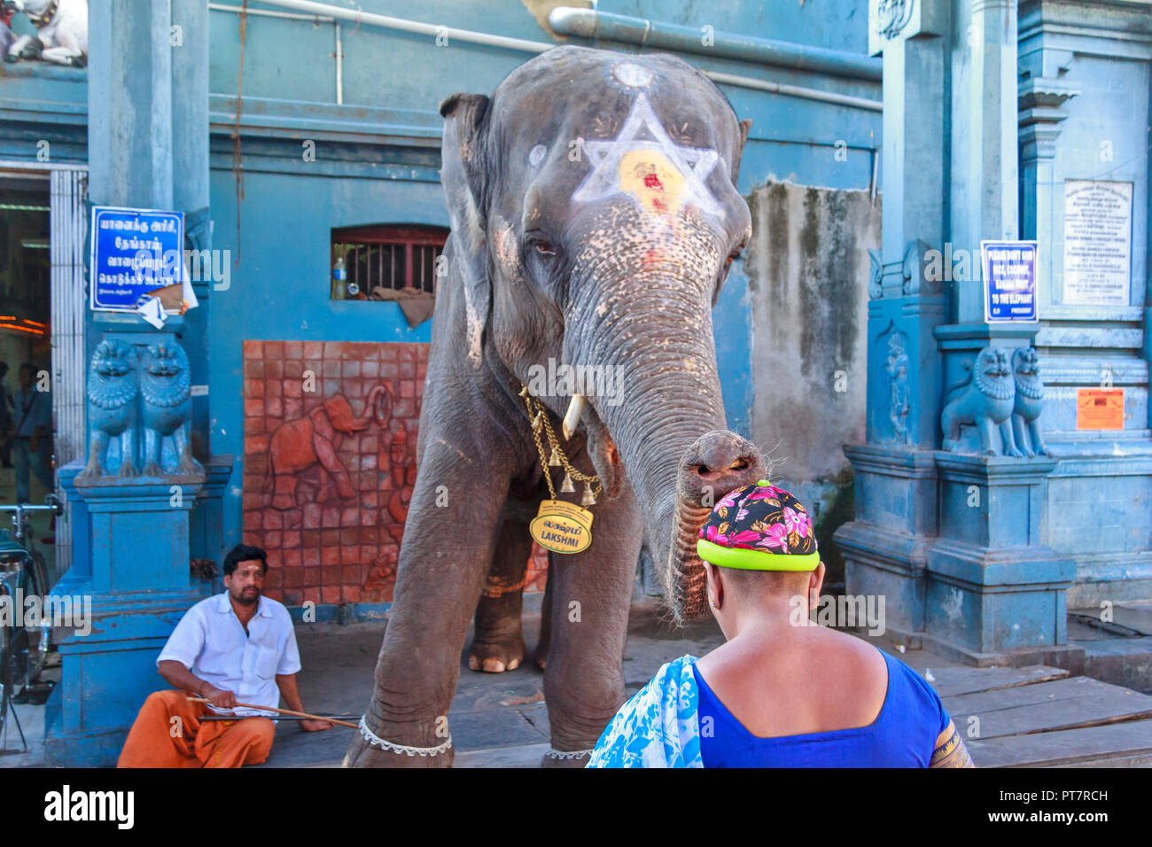Decorated temple elephant hi-res stock photography and images - Alamy