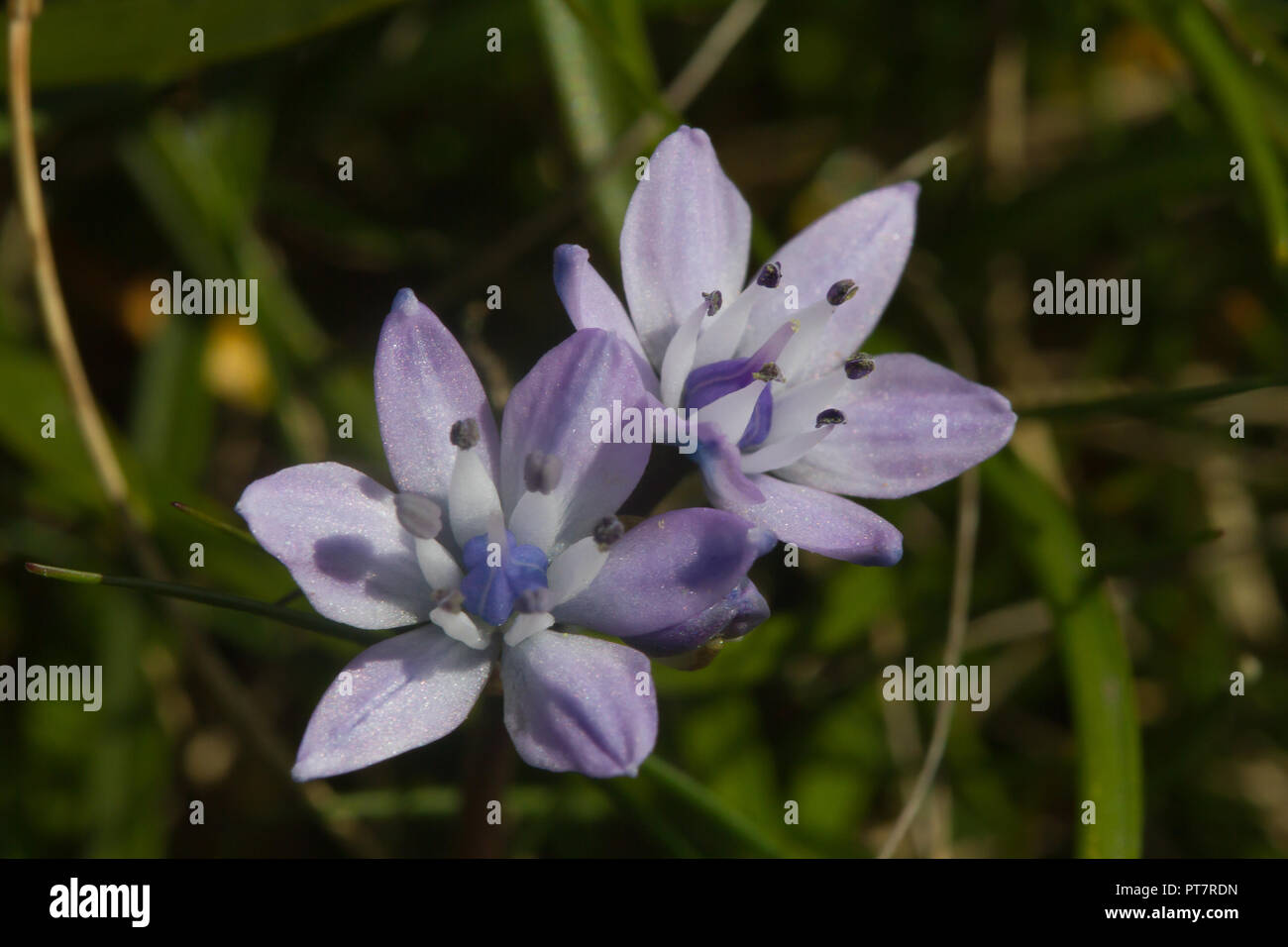 Spring Squill, Scilla verna, Wales, UK Stock Photo - Alamy