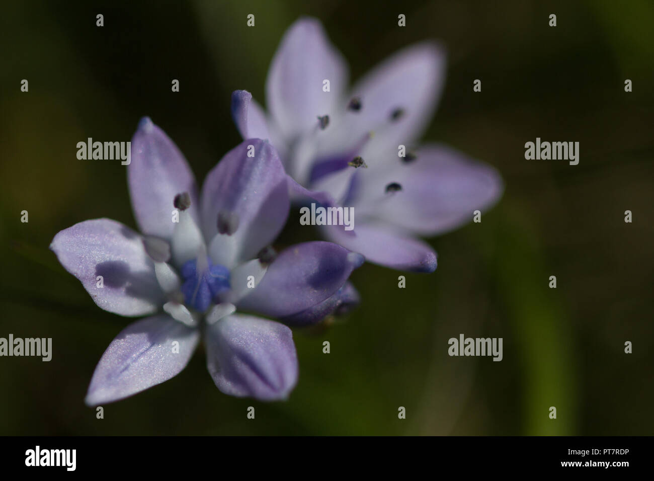 Spring Squill, Scilla verna, Wales, UK Stock Photo - Alamy