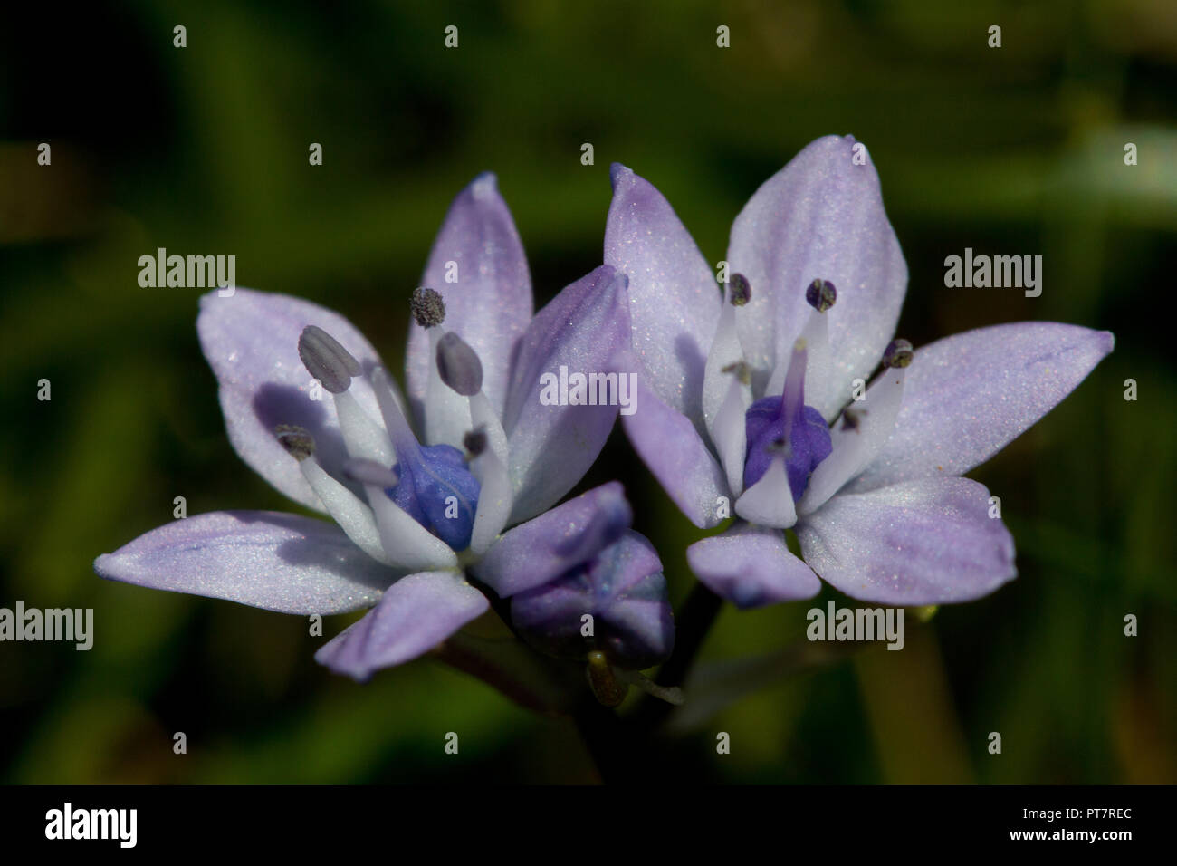 Spring squill scilla verna wales hi-res stock photography and images ...