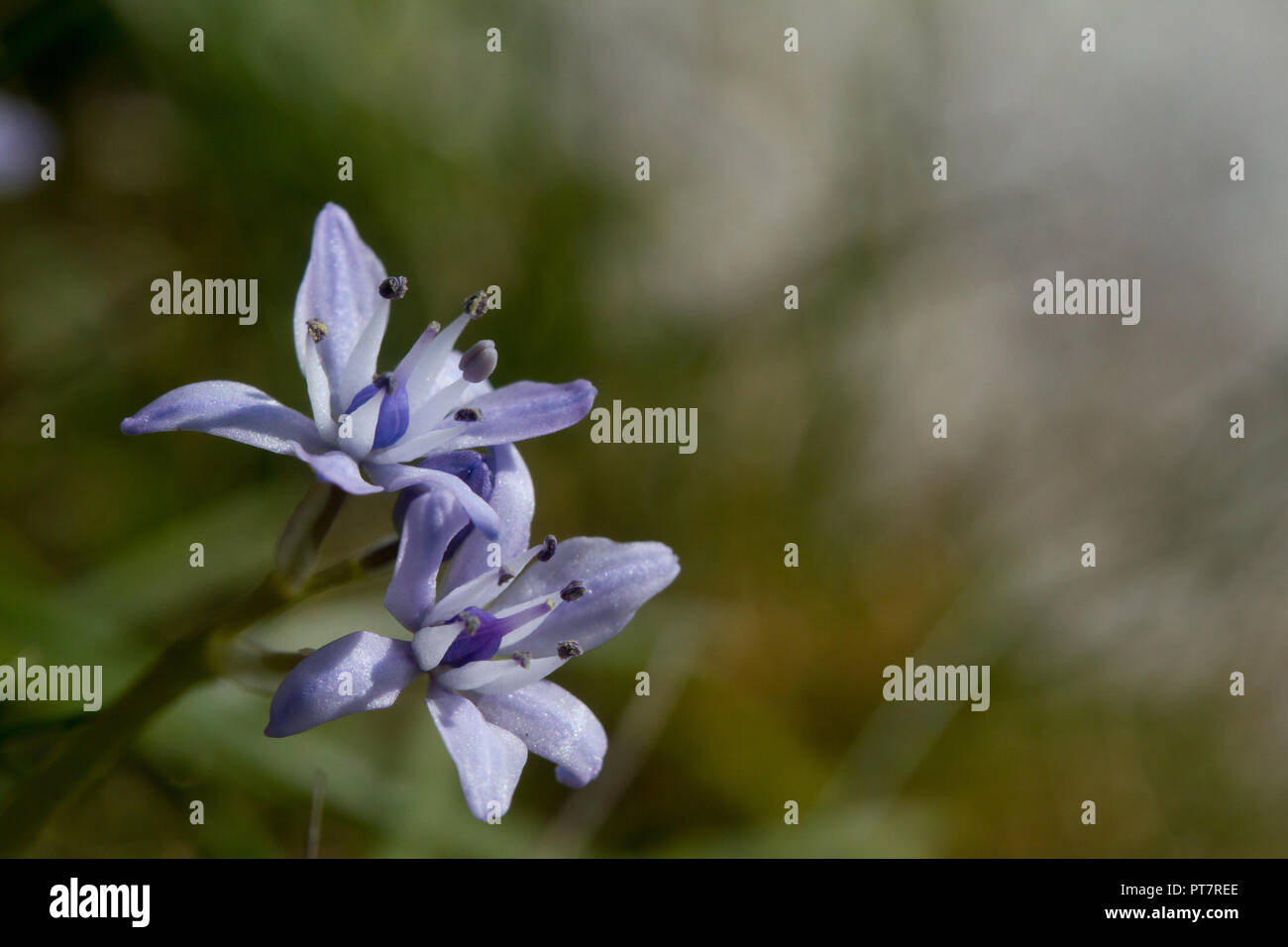 Spring Squill, Scilla verna, Wales, UK Stock Photo - Alamy