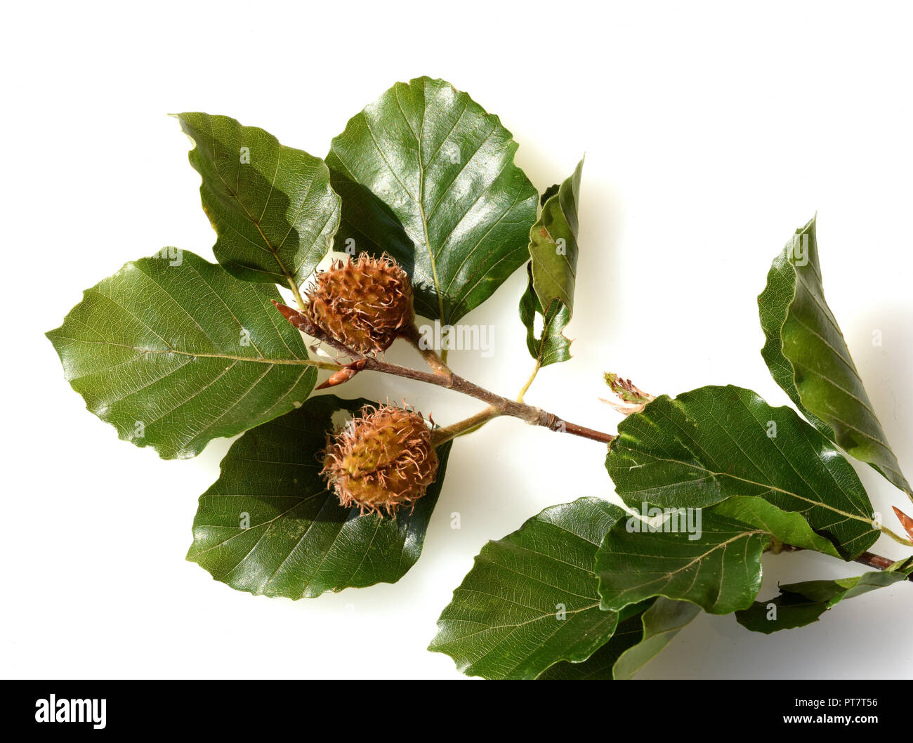 Bucheckern hi-res stock photography and images - Alamy