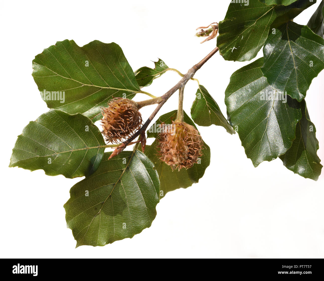 Bucheckern hi-res stock photography and images - Alamy