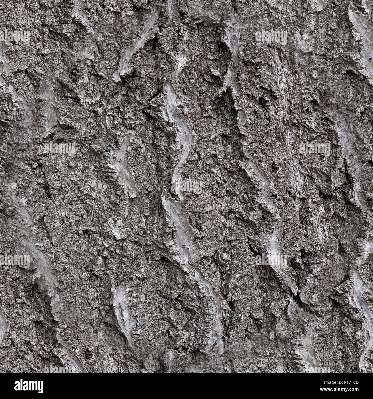 Bark of tree seamless pattern nature background Stock Photo - Alamy