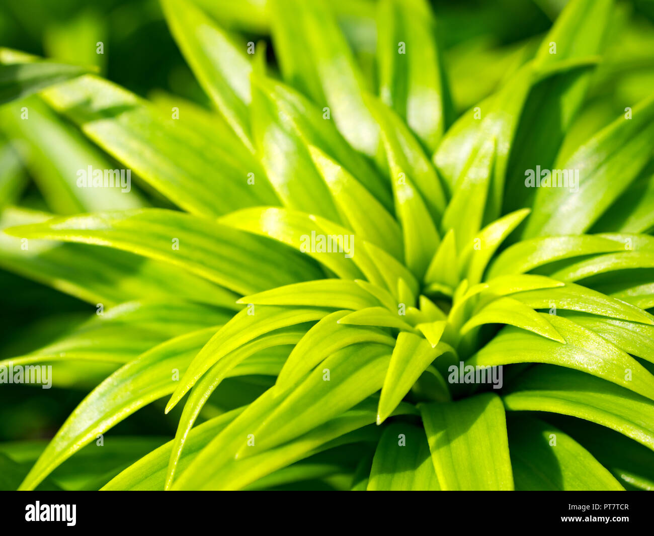 Nature background with green plant Stock Photo - Alamy