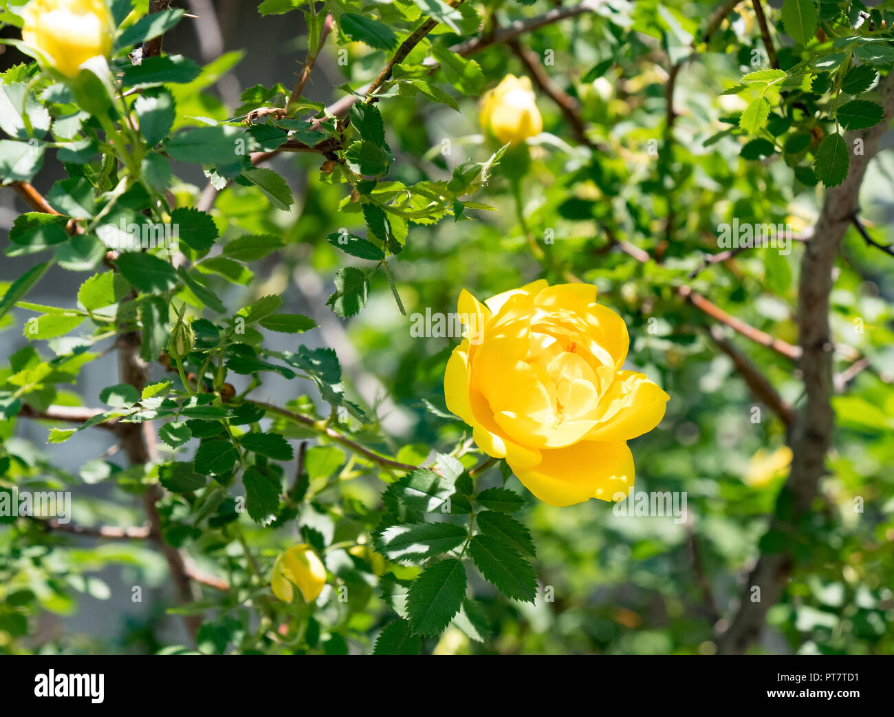 Rose and nature hi-res stock photography and images - Alamy
